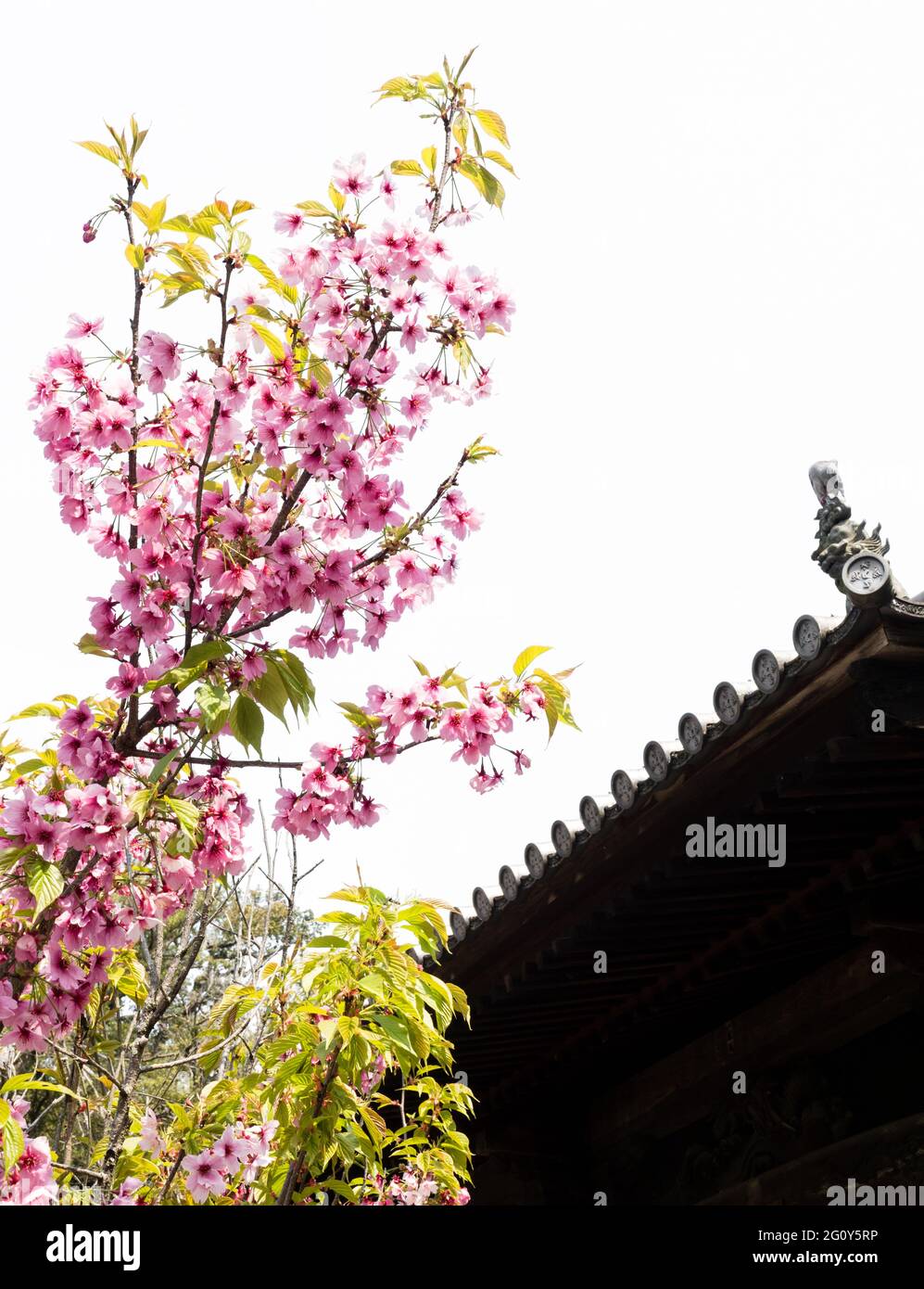 Pink cherry blossoms at a Buddhist temple in Japan Stock Photo - Alamy