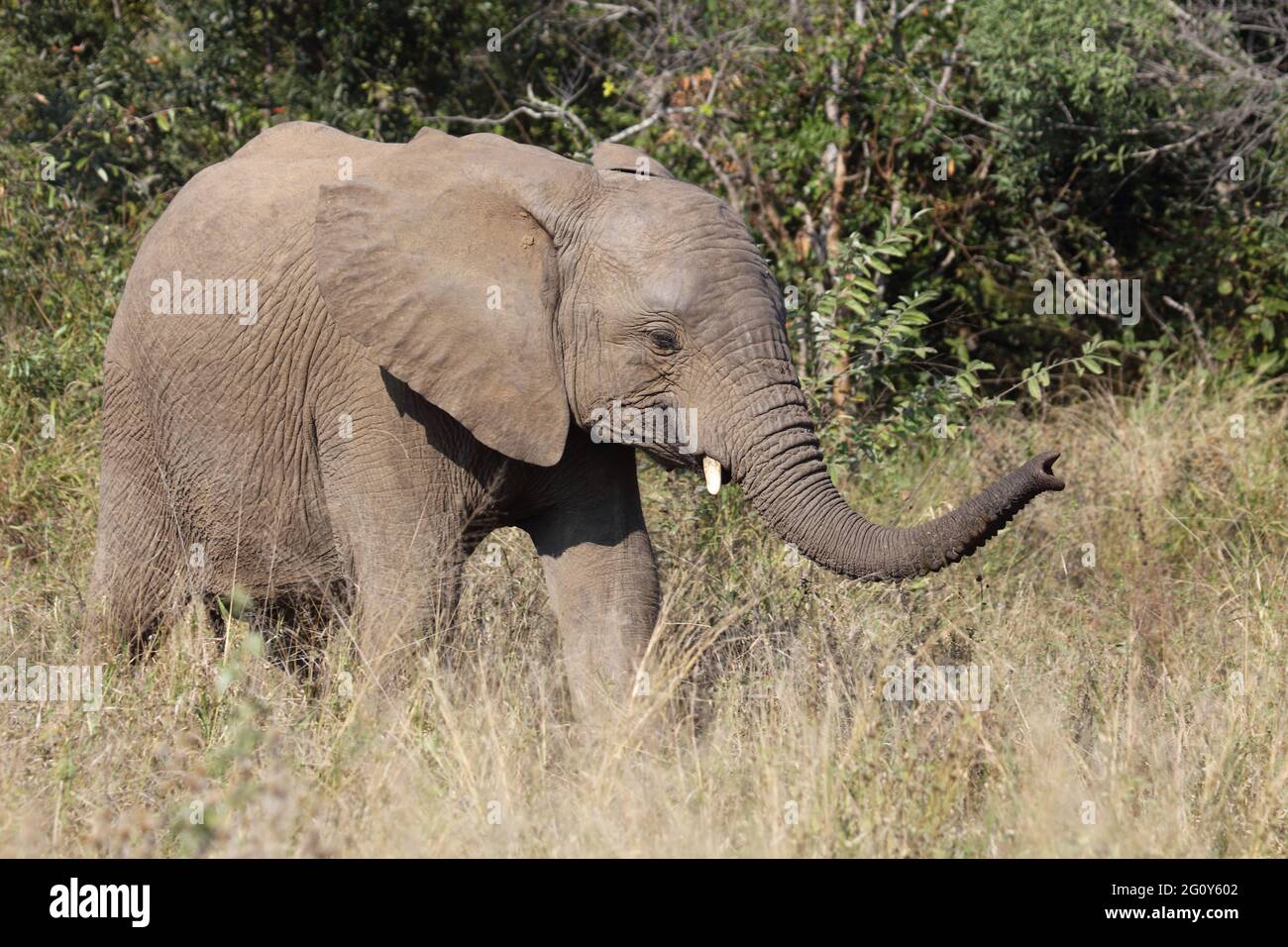 Afrikanischer Elefant / African elephant / Loxodonta africana Stock ...