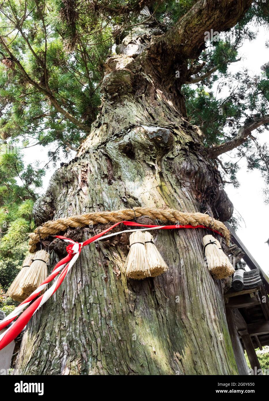 Sacred tree in a Japanese temple Stock Photo - Alamy