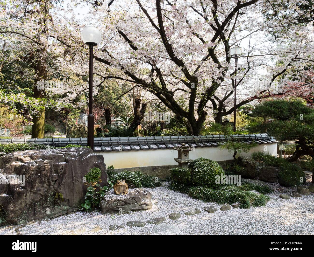 Traditional Japanese garden with blossoming cherry tree in springtime ...
