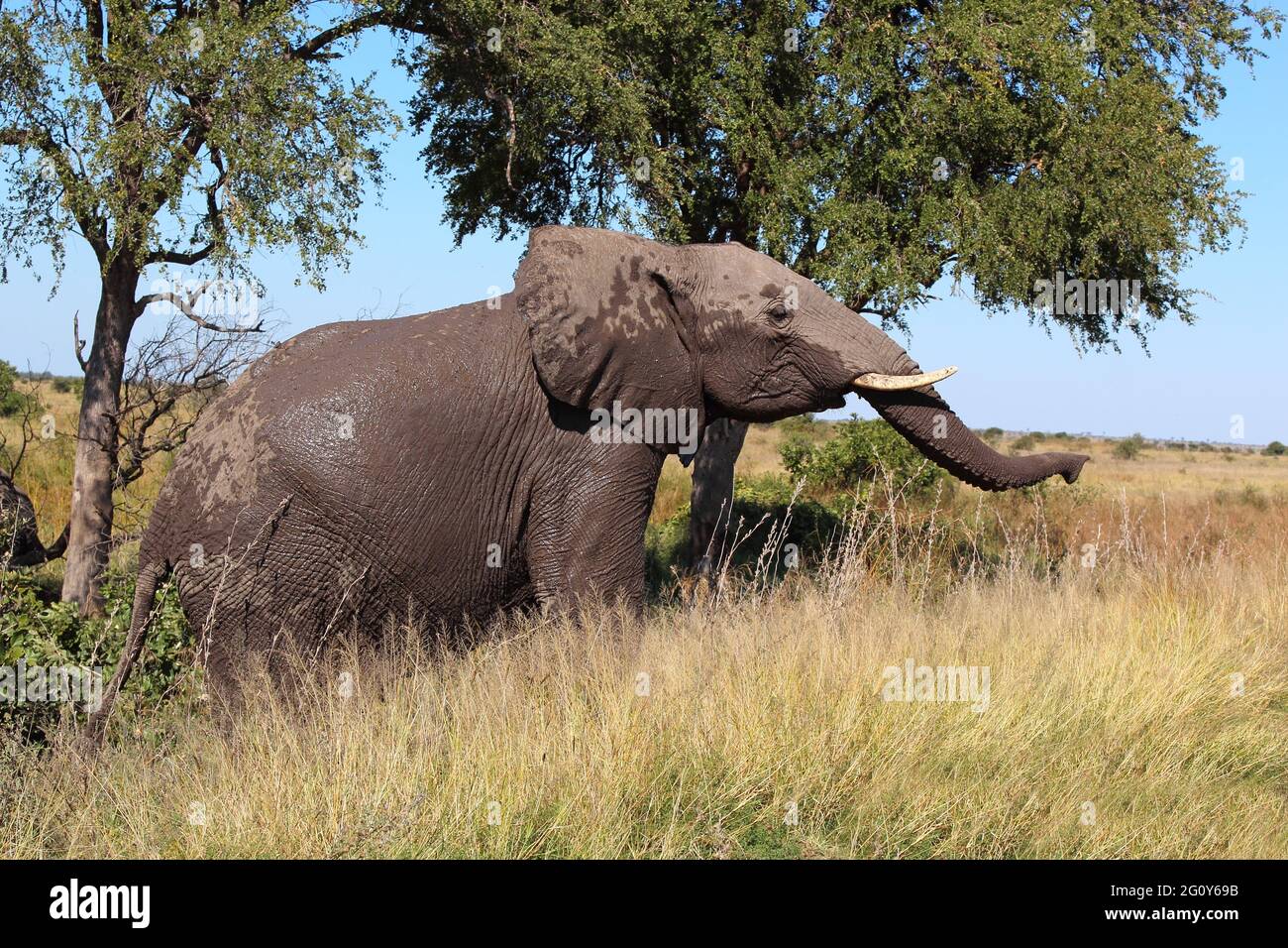 Afrikanischer Elefant / African elephant / Loxodonta africana Stock ...