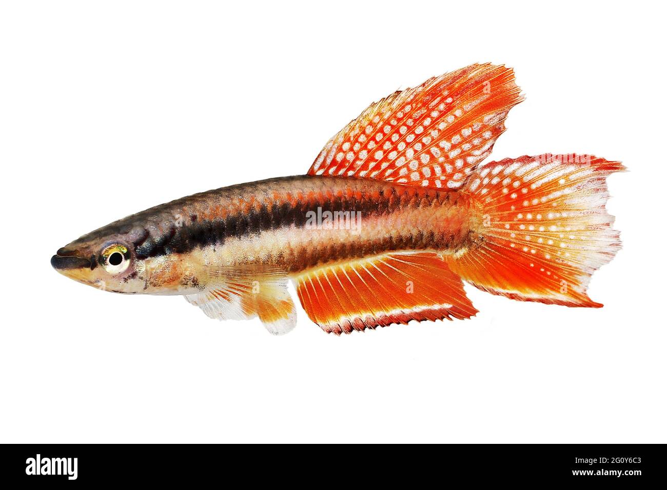 Lagos Red Killifish aquarium fish Killi Aphyosemion bitaeniatum Stock ...