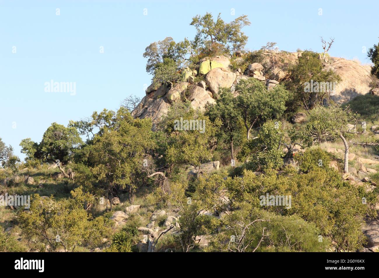 Afrikanischer Busch / African Bush Stock Photo - Alamy