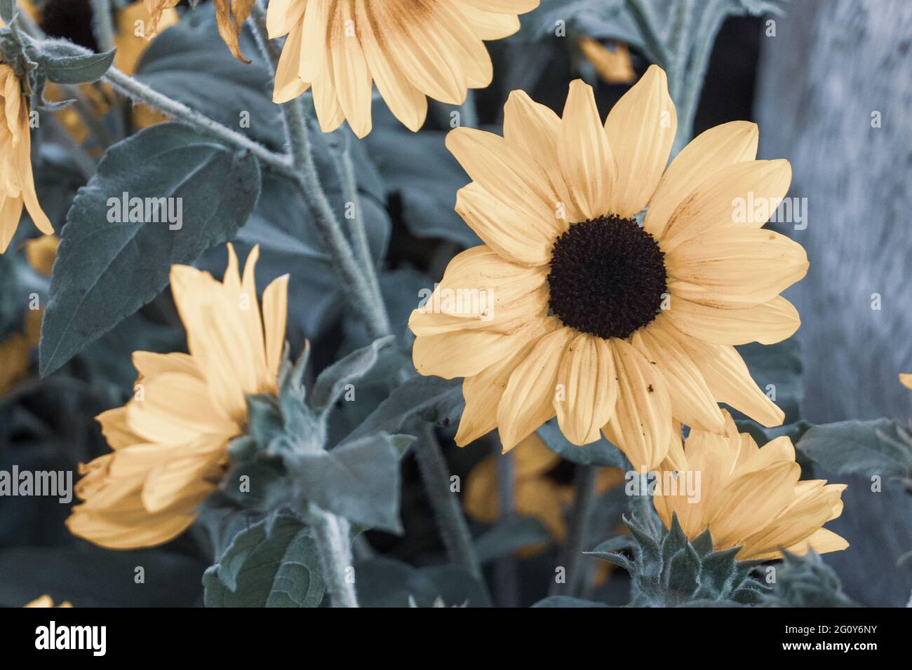 Yellow gebera daisy (Gerbera jamesonii) in a garden antique view. Also ...