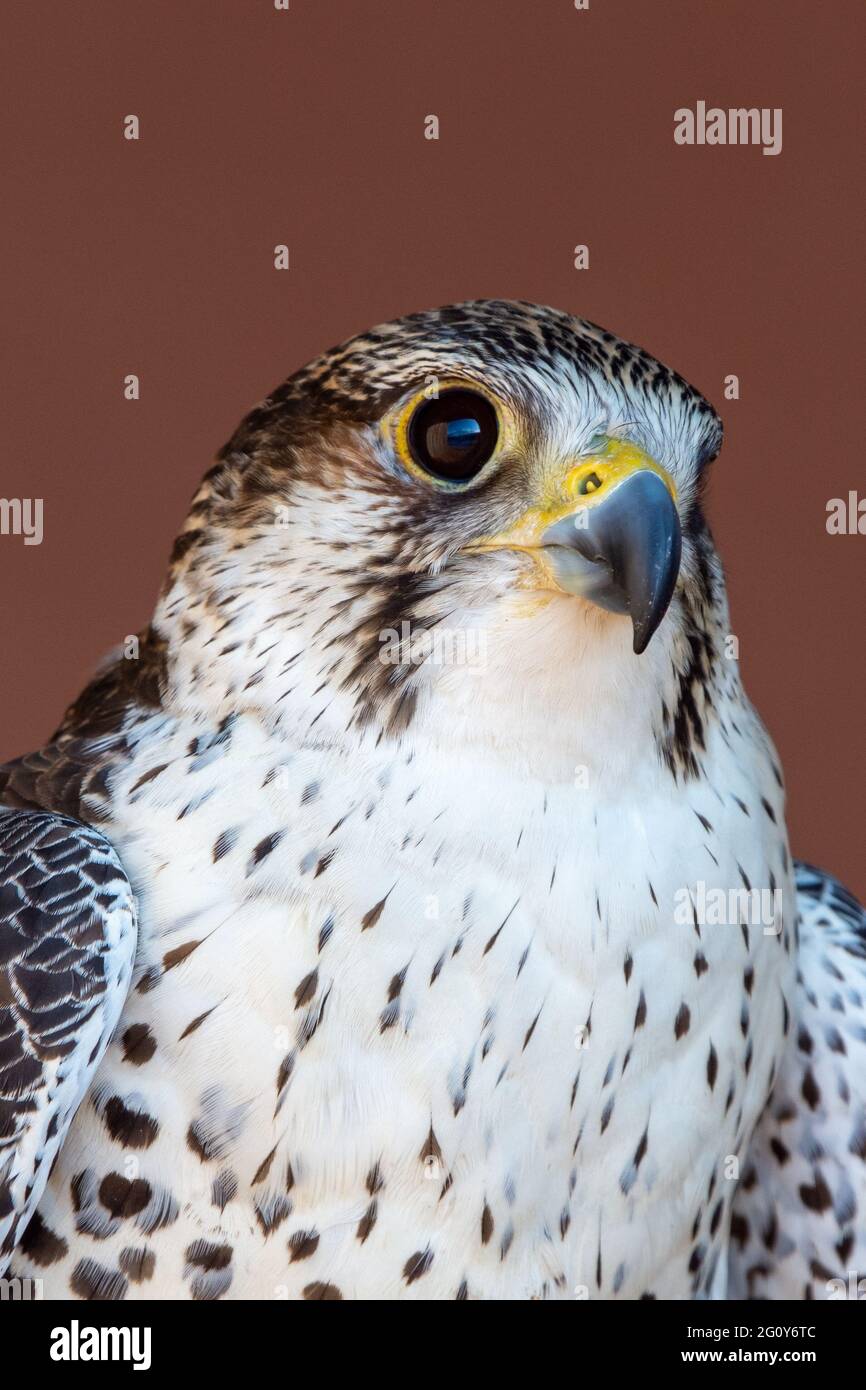 Falconry racing dubai hi-res stock photography and images - Alamy