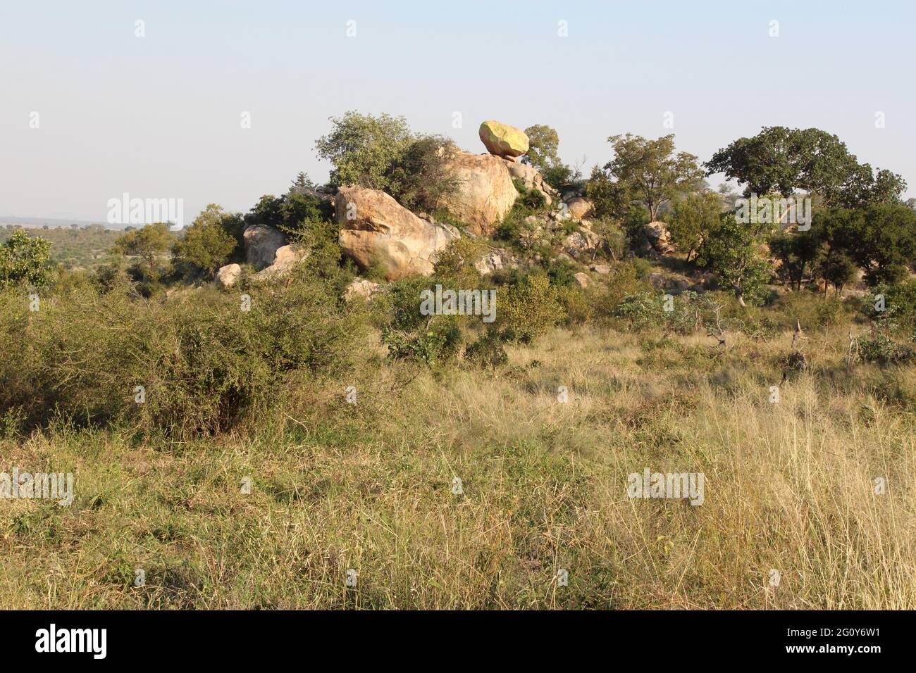 Afrikanischer Busch / African Bush Stock Photo - Alamy