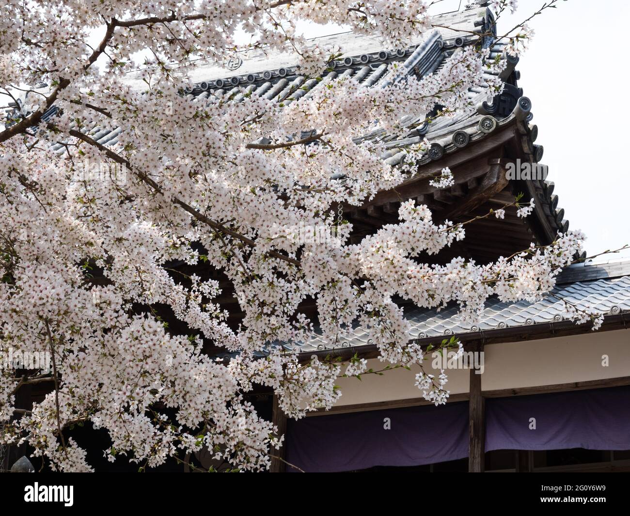 Cherry blossoms at a Buddhist temple in Japan Stock Photo - Alamy