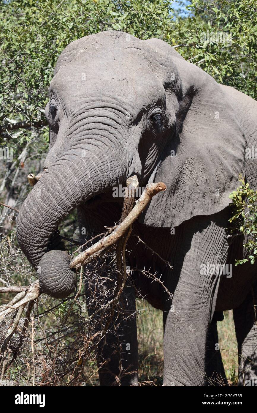 Afrikanischer Elefant / African elephant / Loxodonta africana Stock ...