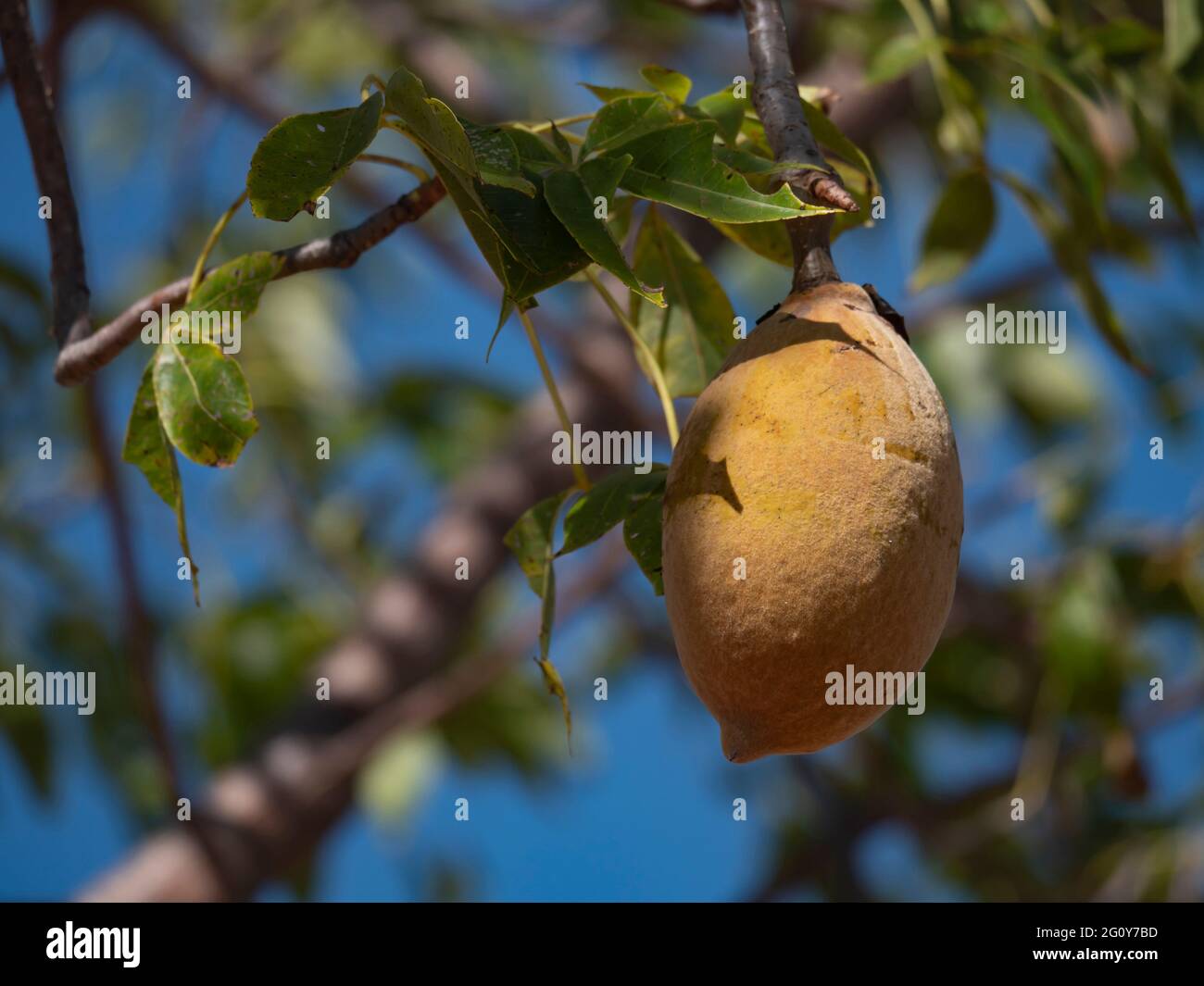 Aborigine food hi-res stock photography and images - Alamy