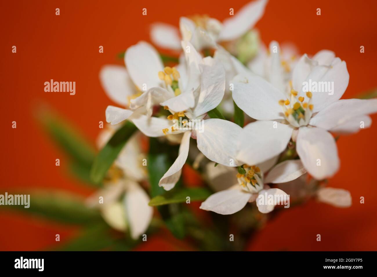 Family rutaceae hi-res stock photography and images - Alamy