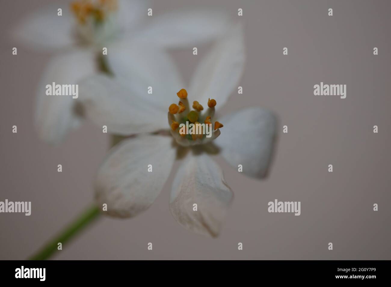 Family rutaceae hi-res stock photography and images - Alamy