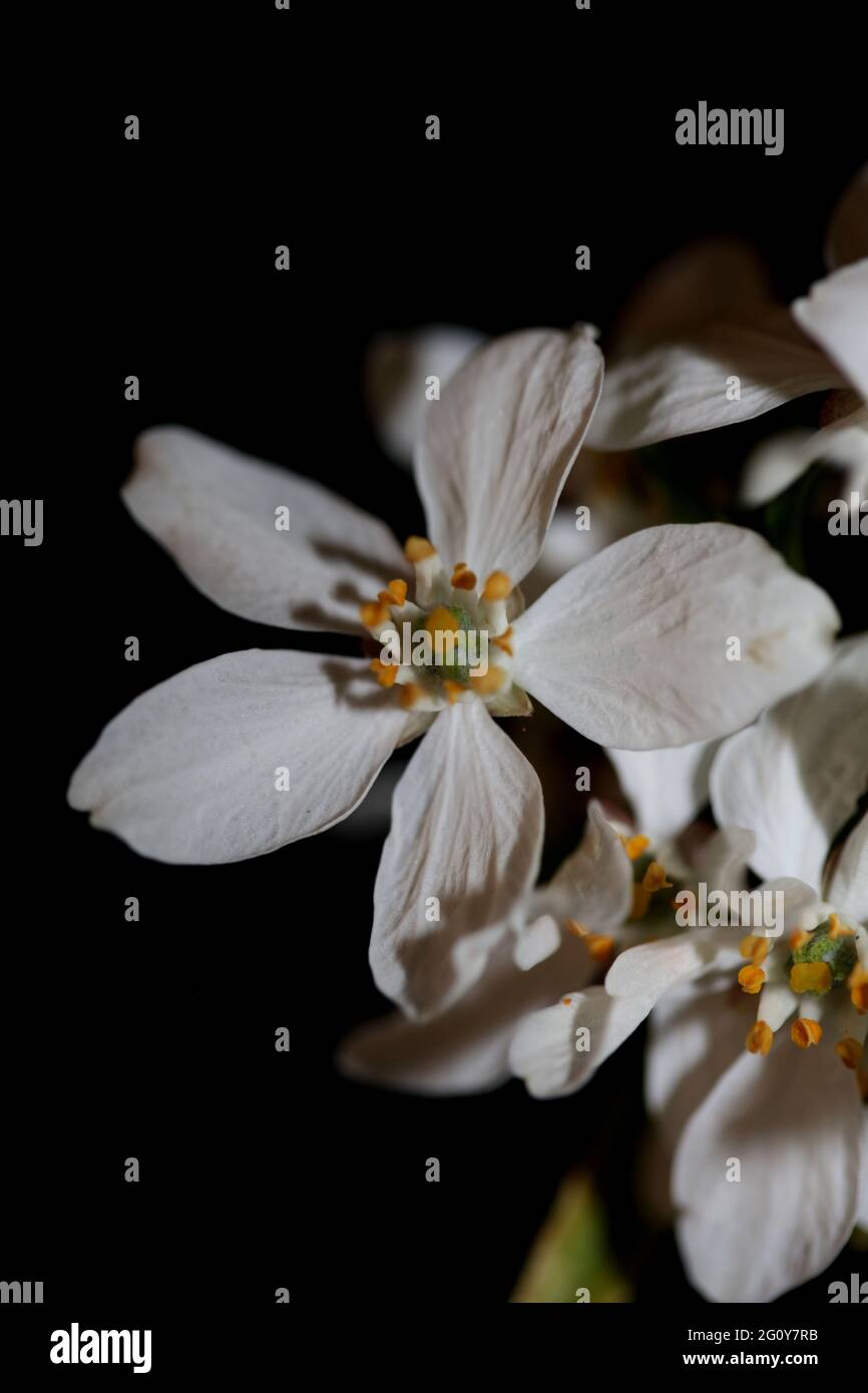 Family rutaceae hi-res stock photography and images - Alamy