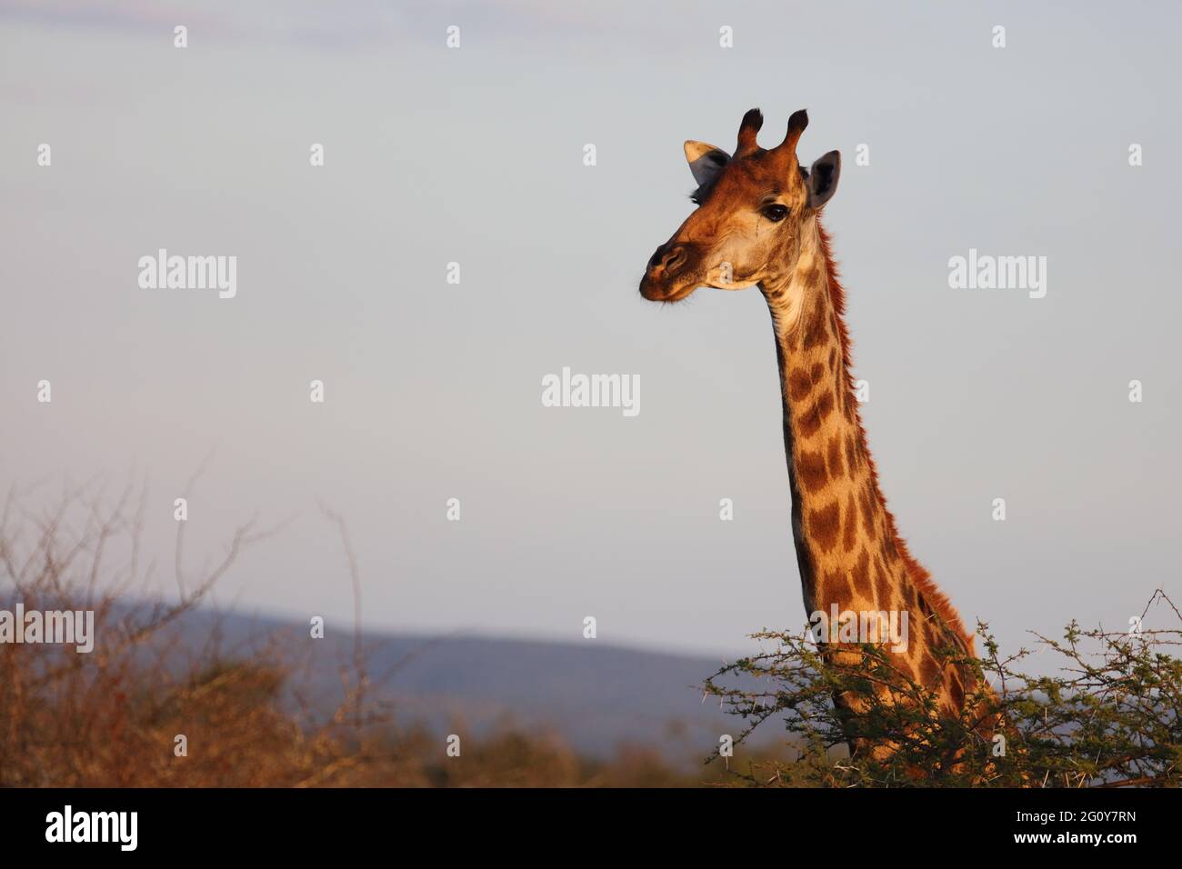Giraffe / Giraffe / Giraffa camelopardalis Stock Photo - Alamy