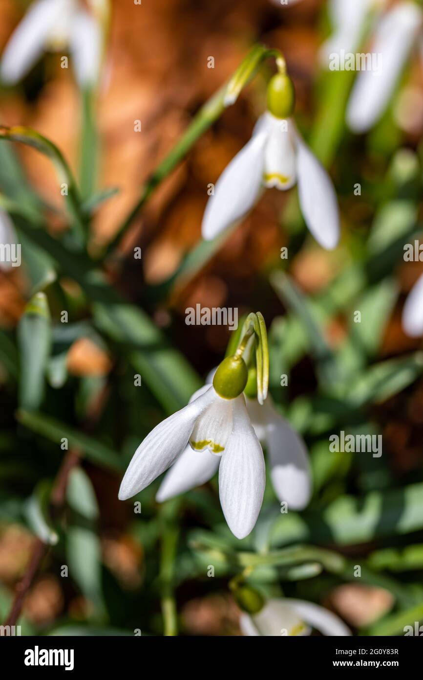 Spring snowdrop in field, close up Stock Photo - Alamy