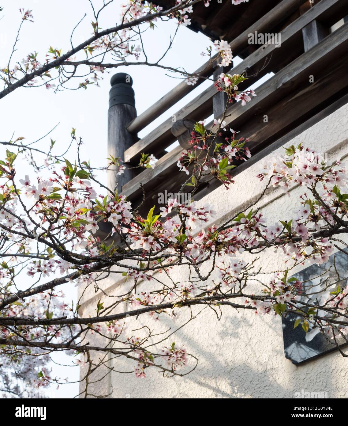 Tokushima, Japan - April 2, 2018: Springtime in Jurakuji, temple number ...