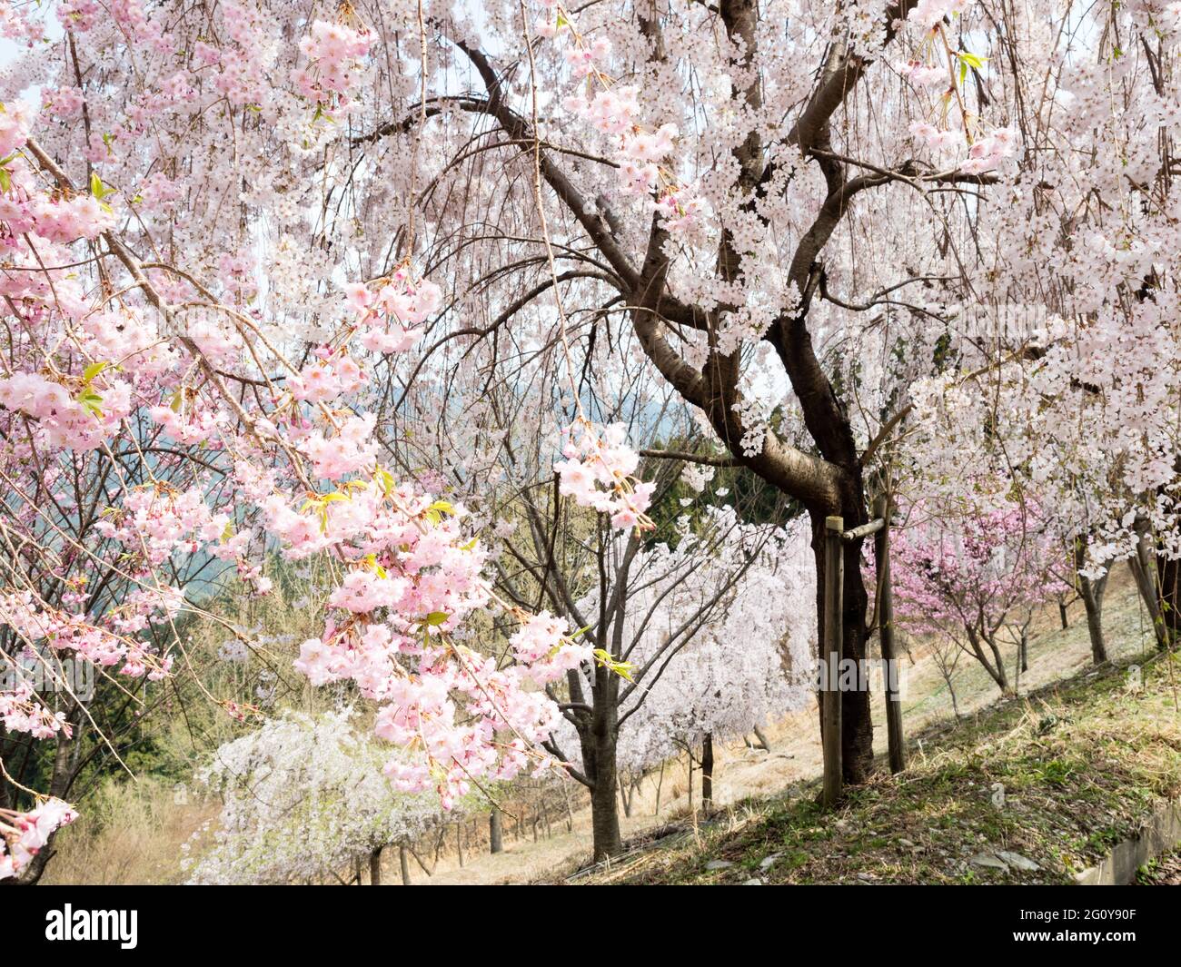 Cherry trees blooming in the mountains of Shikoku island near Shosanji ...