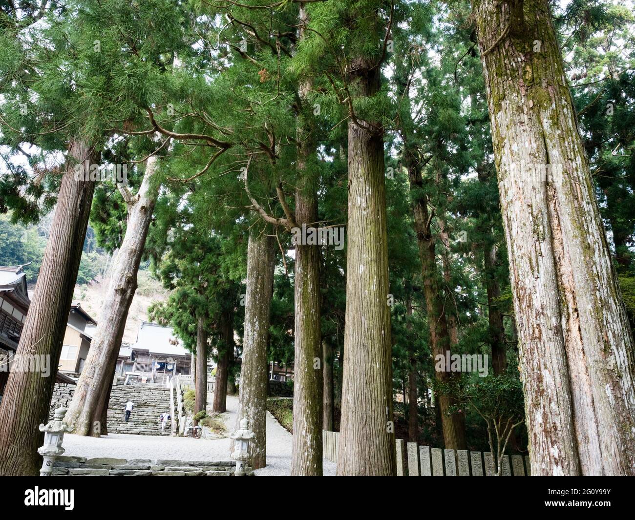 Old growth trees on the grounds of Shosanji, temple number 12 of ...