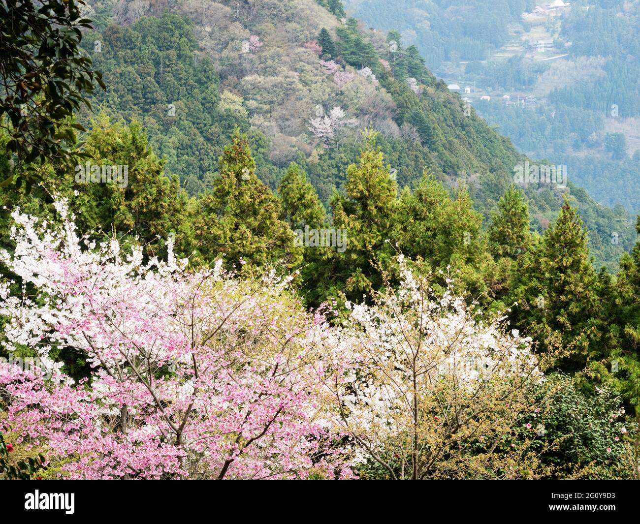 Cherry trees blooming in the mountains of Shikoku island near Shosanji ...