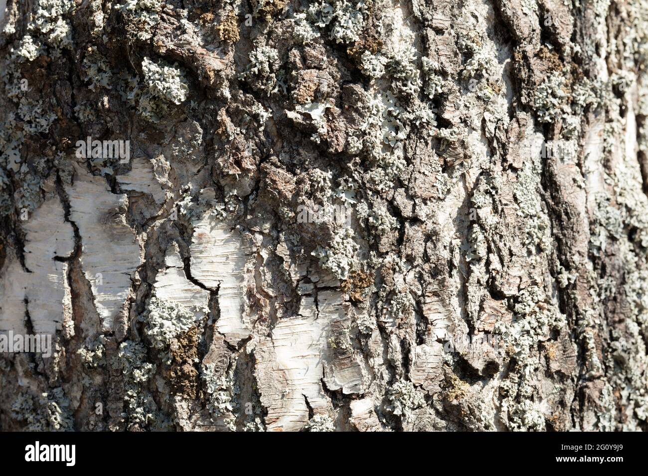 Closeup, macro of an old birch tree, the trunk. Rustic texture Stock ...