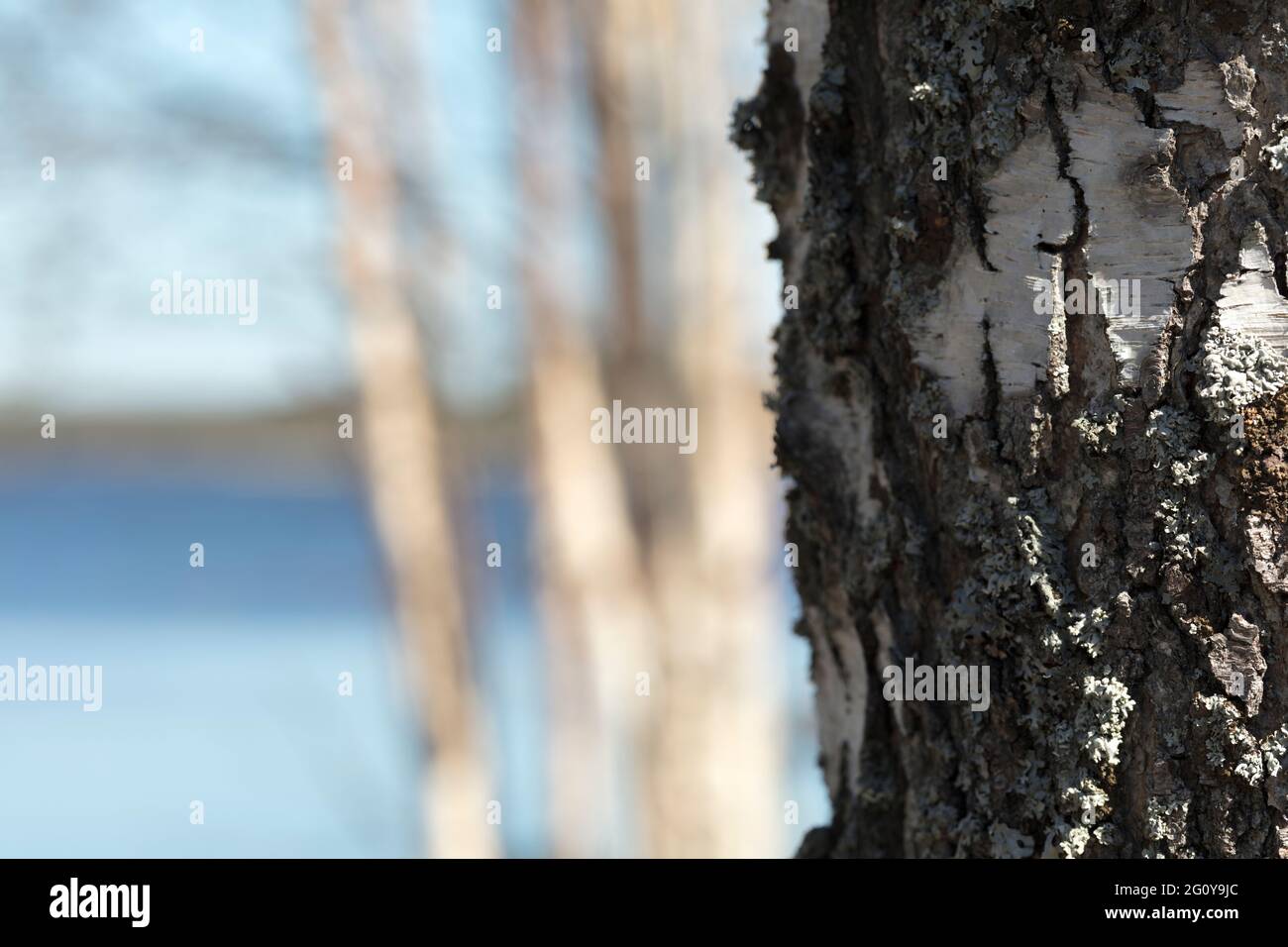 Closeup, macro of an old birch tree, the trunk. Rustic texture. Fuzzy ...