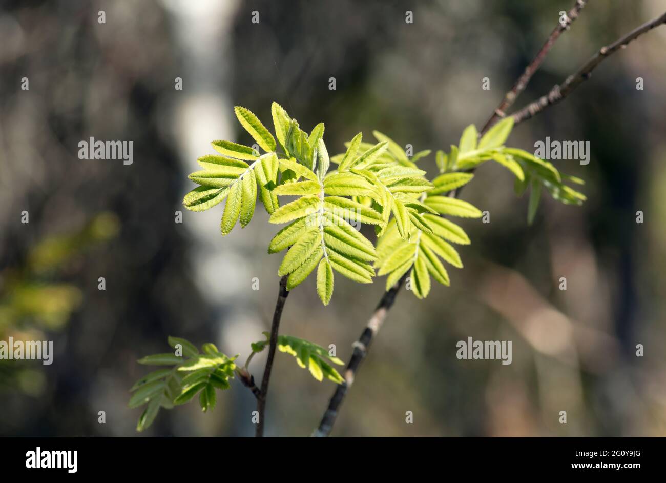 Fresh green leaves of rowan tree lit by the sun, close-up, background ...