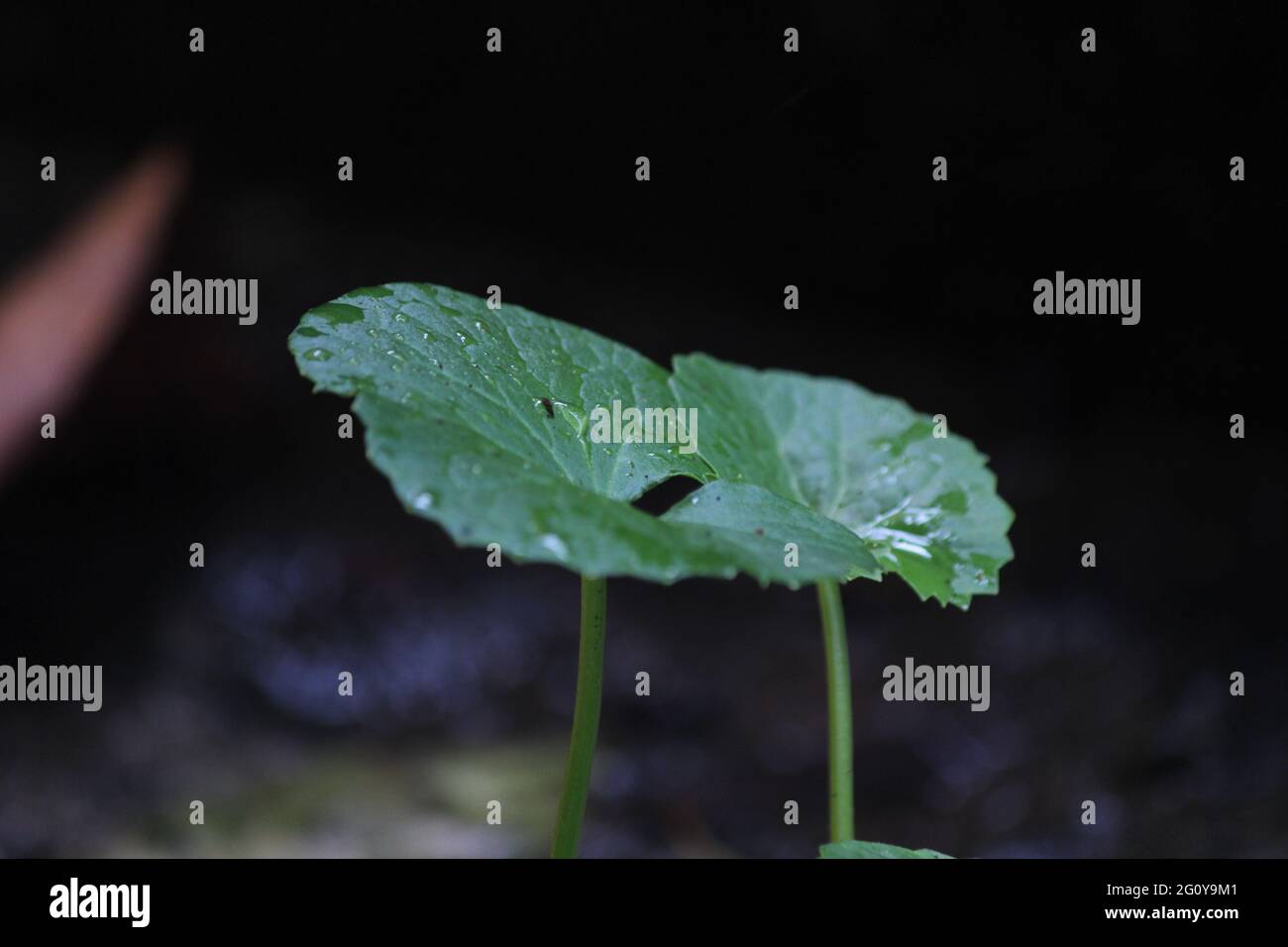 Centella asiatica, commonly known as Gotu Kola, kodavan, Indian ...