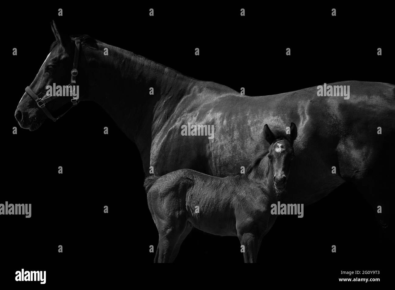 Newborn foal Black and White Stock Photos & Images - Alamy