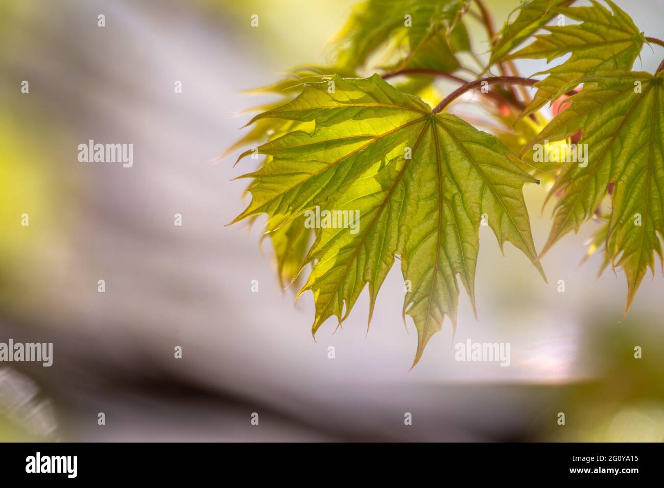 Blooming Norway Maple, Acer platanoides, in beautiful light. Spring ...