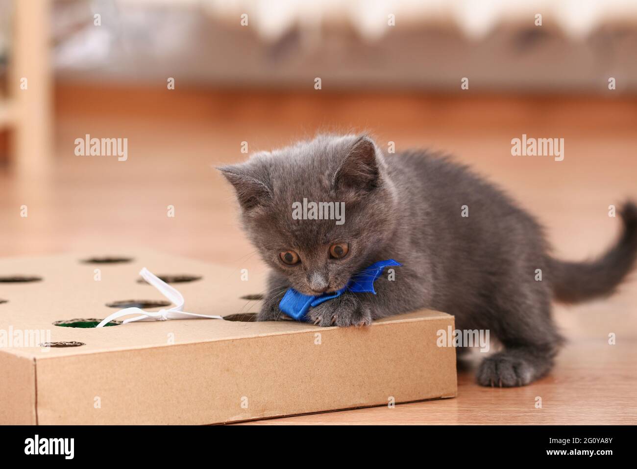 A little kitten plays with an interactive handmade toy. Cardboard box ...