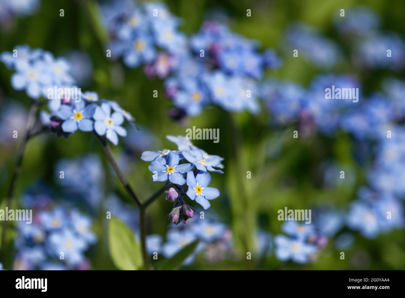 Light blue myosotis flowers in the beginning of May Stock Photo - Alamy