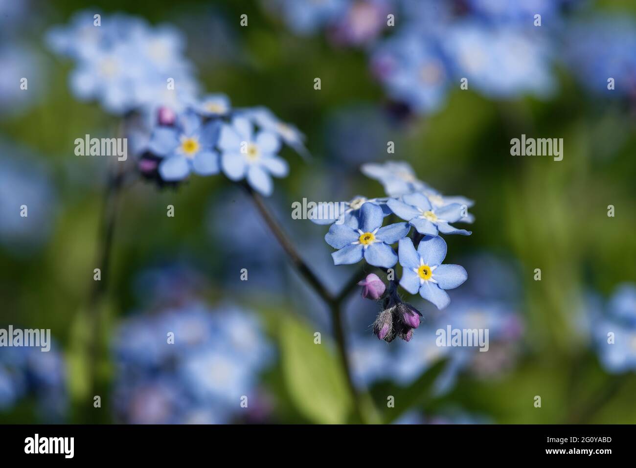 Light blue myosotis flowers in the beginning of May Stock Photo - Alamy