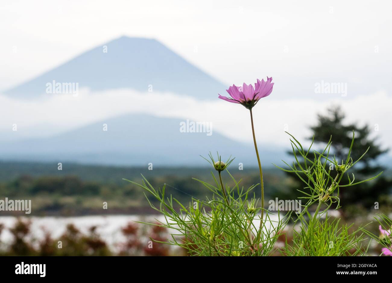 Five flowers lake hi-res stock photography and images - Alamy