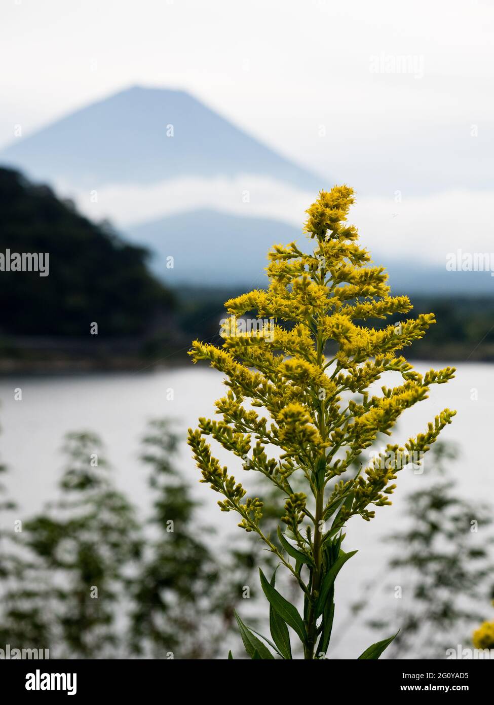 Wildflowers and silhouette of Mount Fuji at Lake Shojiko, one of Fuji ...