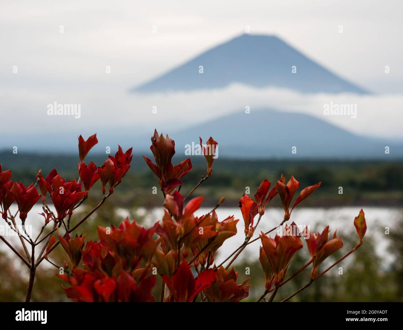 Fall foliage and silhouette of Mount Fuji at Lake Shojiko, one of Fuji ...
