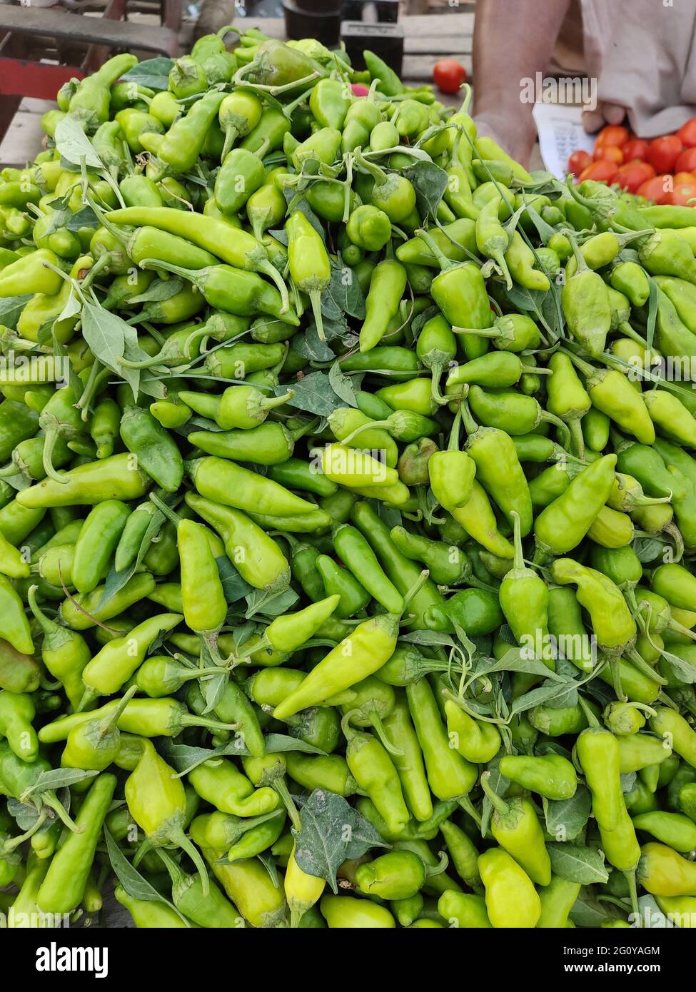 The chili pepper, from Nahuatl chīlli, is the berry-fruit of plants ...