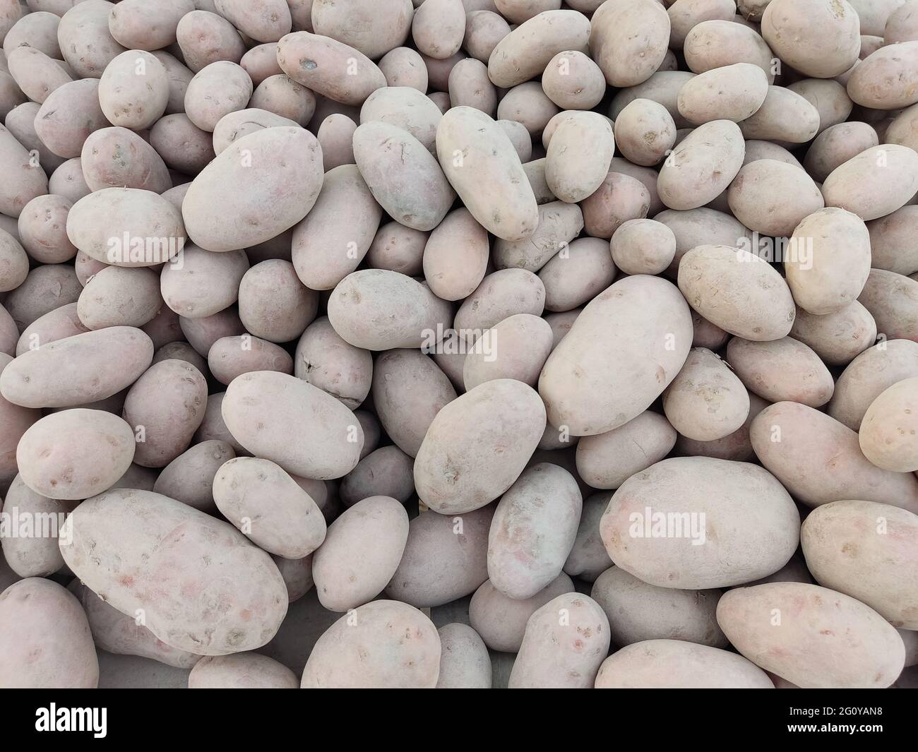 The potato is a root vegetable native to the Americas, a starchy tuber ...