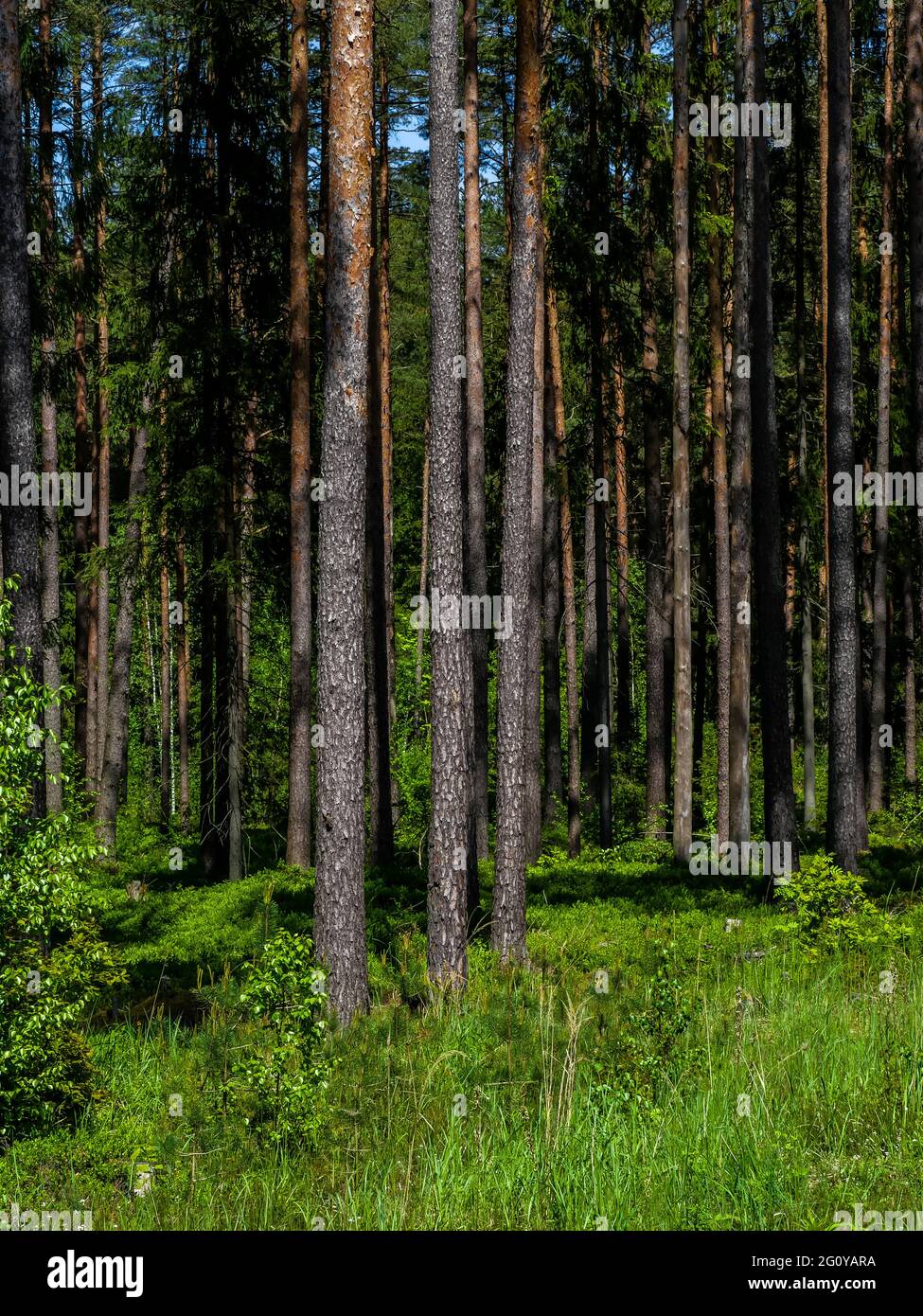 Vertical shot of trees and green vegetation in a forest Stock Photo - Alamy
