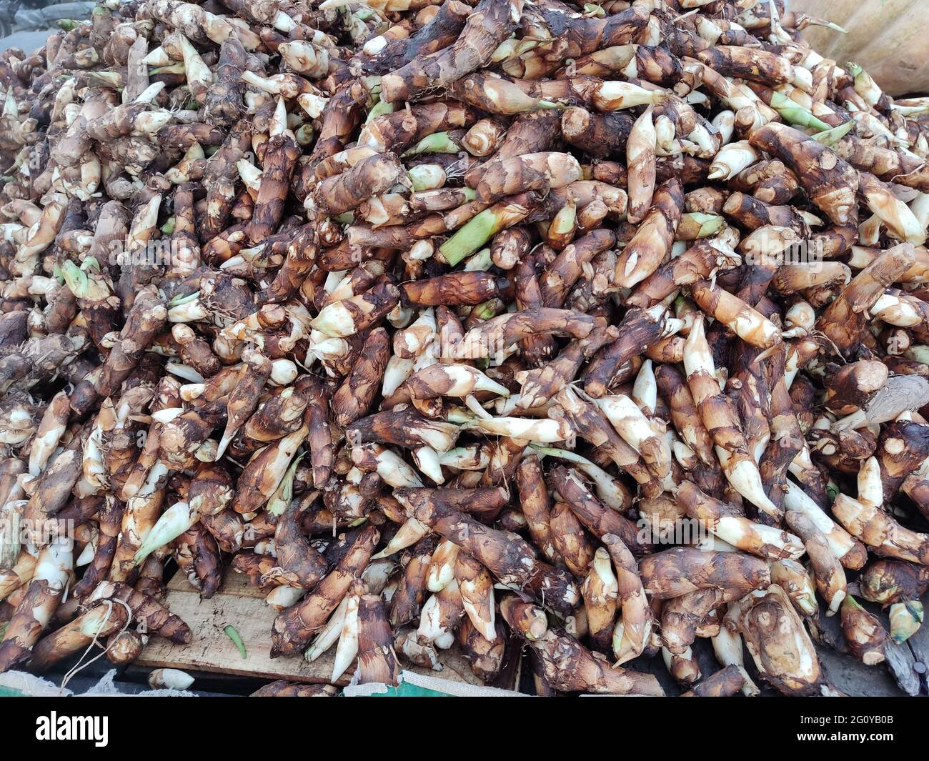 Hairy taro hi-res stock photography and images - Alamy