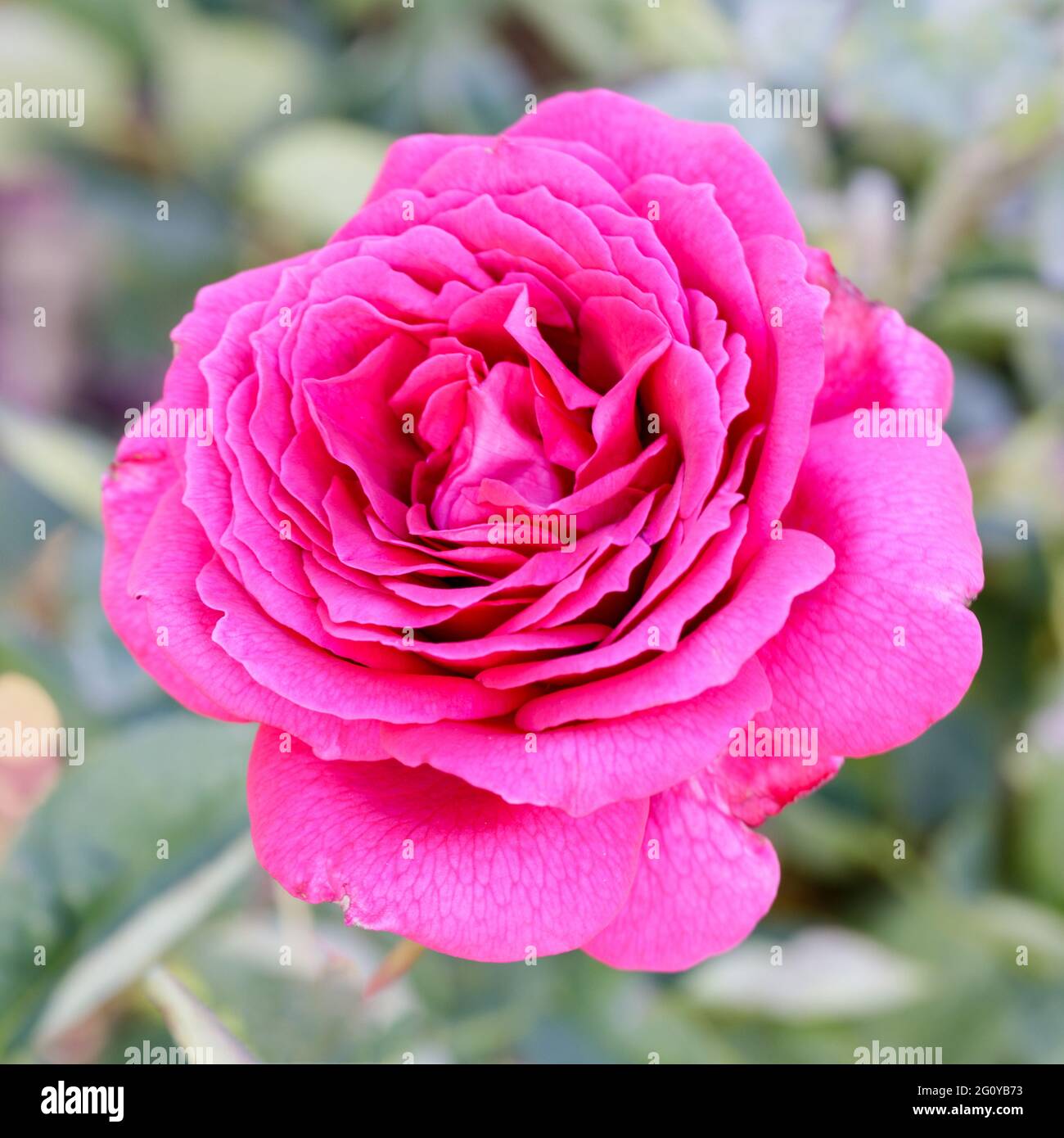 Stephen's Big Purple Mauve Blend Hybrid Tea Rose in Bloom. San Jose ...