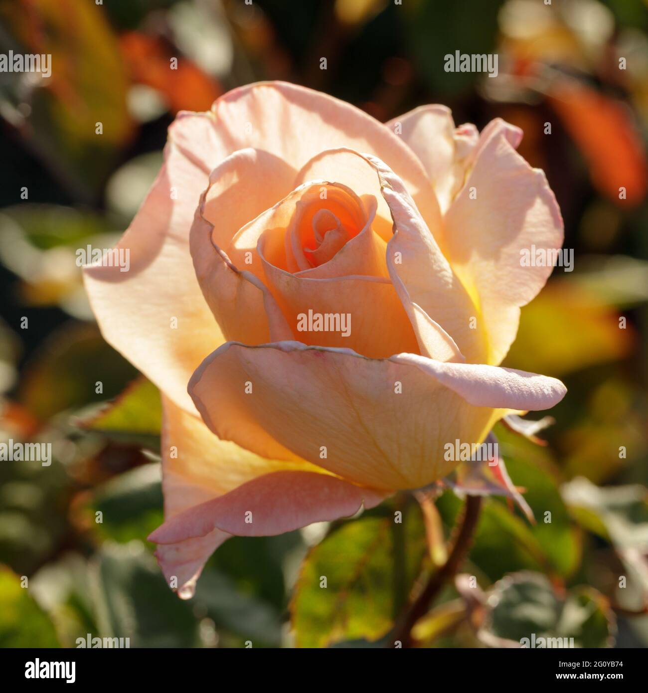 'Summer Dream' Apricot Blend Hybrid Tea Rose in Bloom. San Jose ...