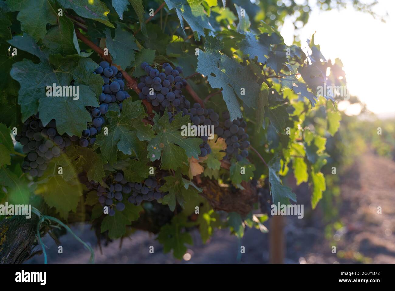 Ripe blue grapes growing in vineyard at sunset time, selective focus ...