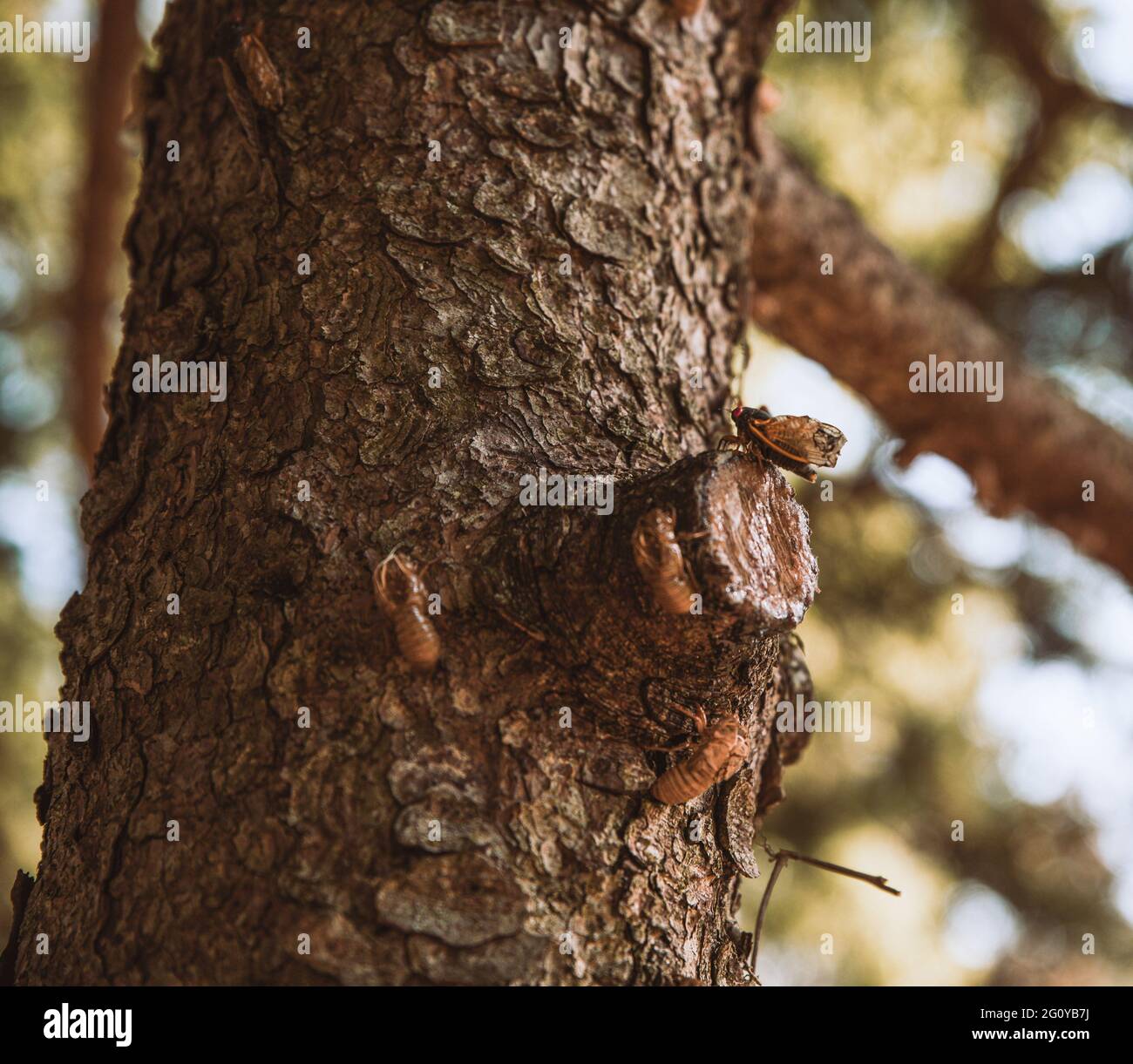 Underground insects hi-res stock photography and images - Alamy