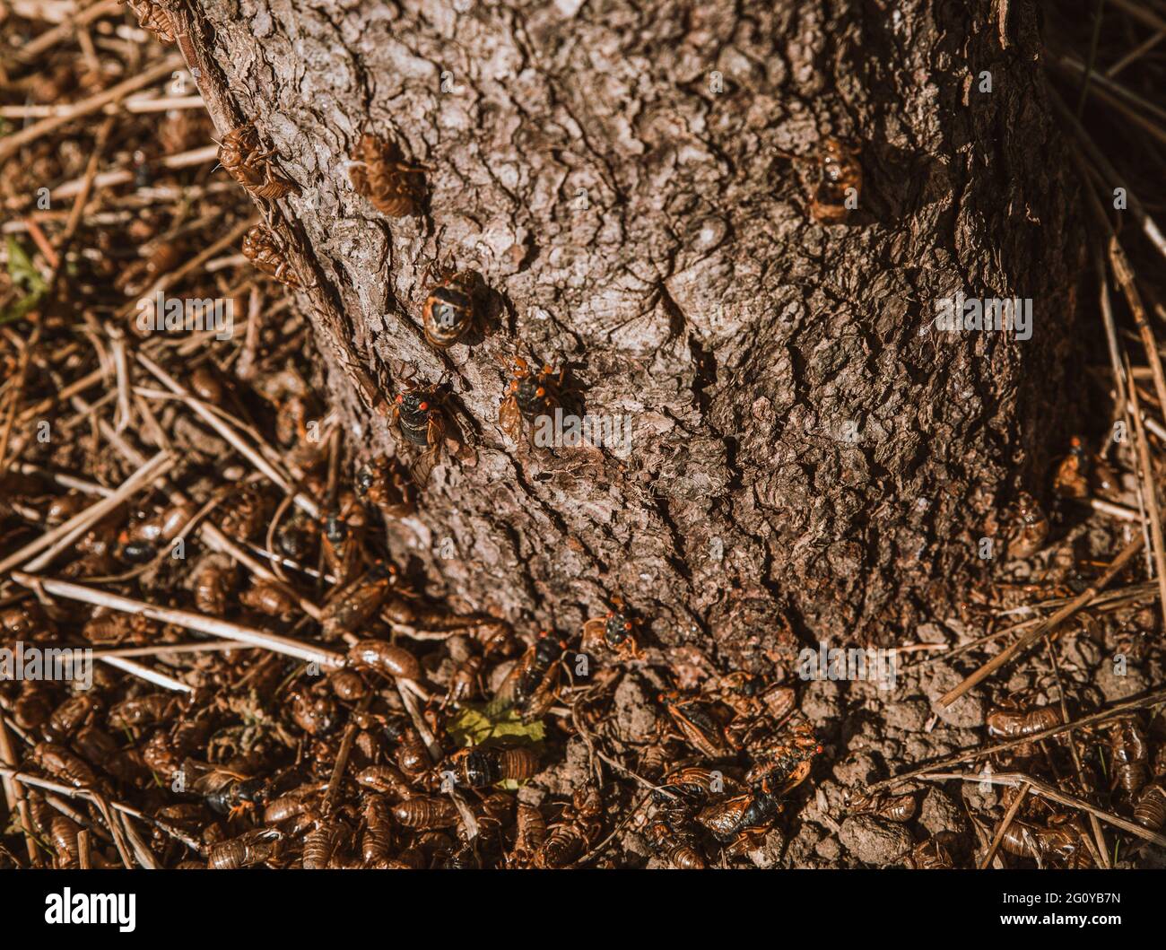 Underground insects hi-res stock photography and images - Alamy