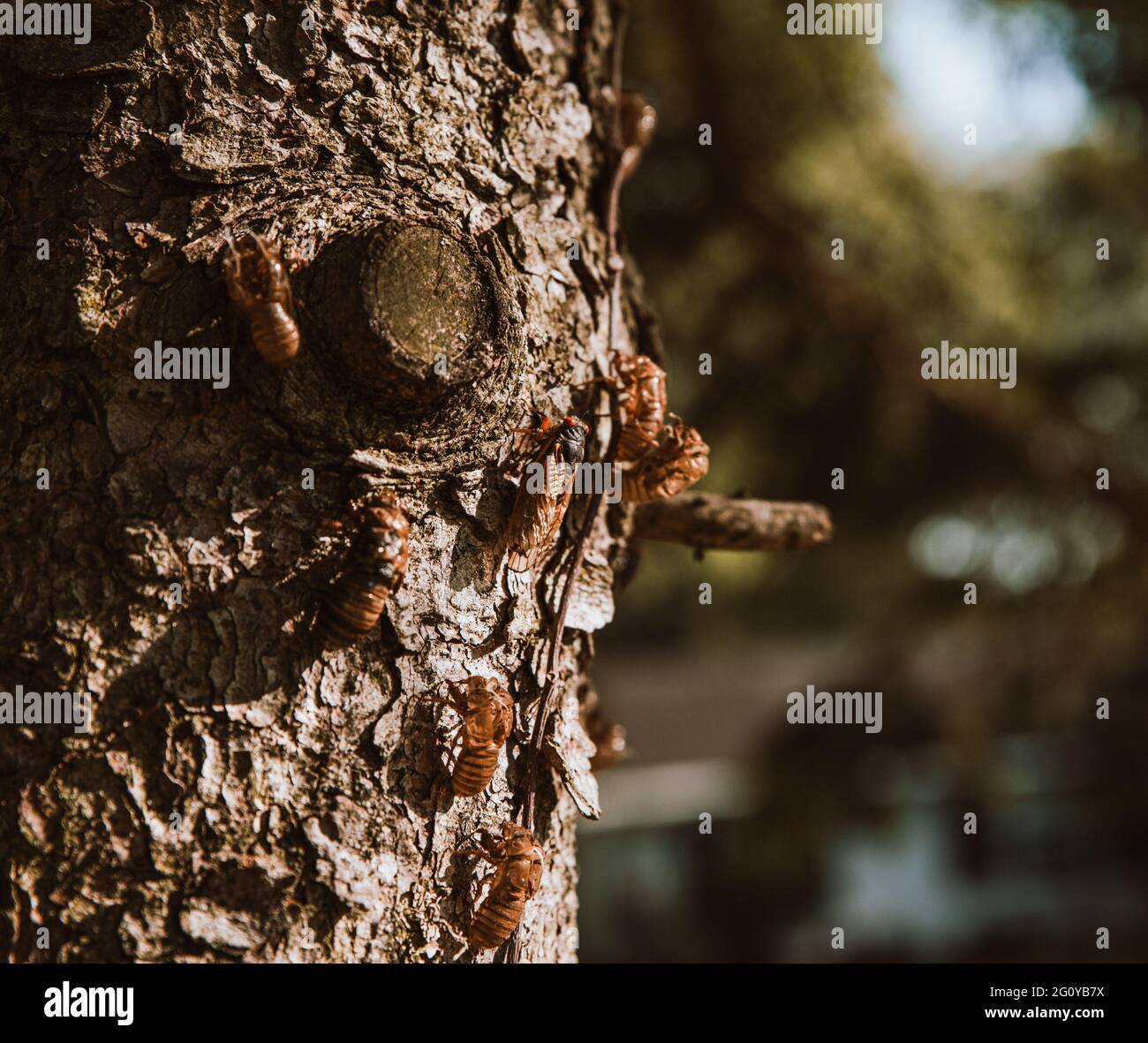 Underground insects hi-res stock photography and images - Alamy