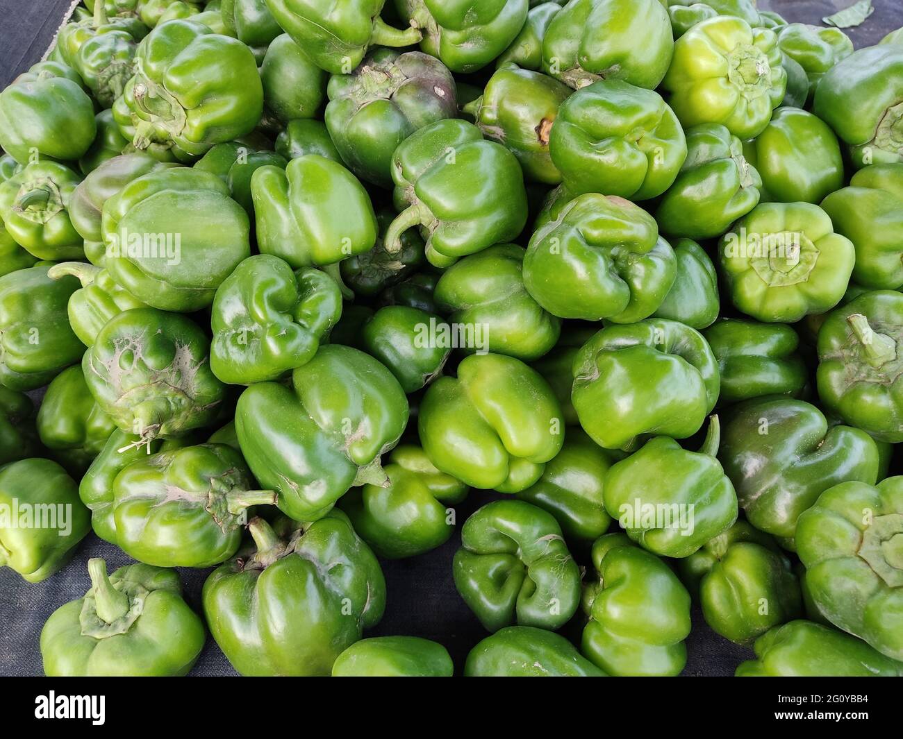 Any plant of the genus Capsicum (of the Solanaceae family, which are ...