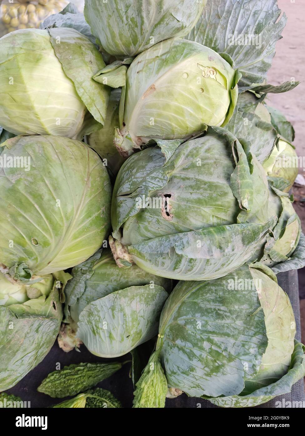 Cabbage is a leafy green, red, or white biennial plant grown as an ...