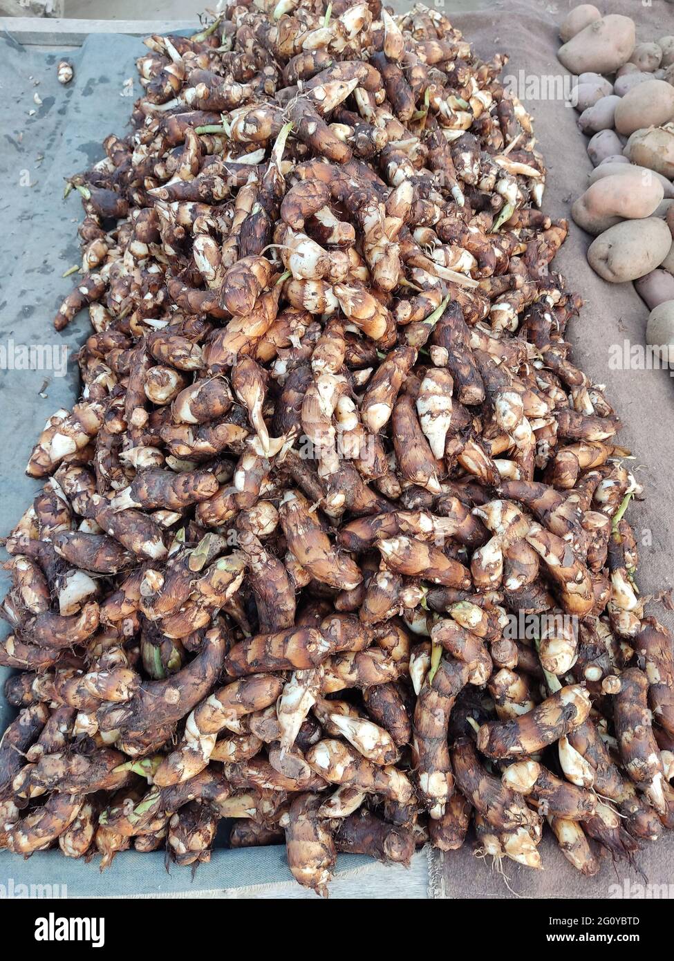 Colocasia esculenta is a tropical plant grown primarily for its edible ...