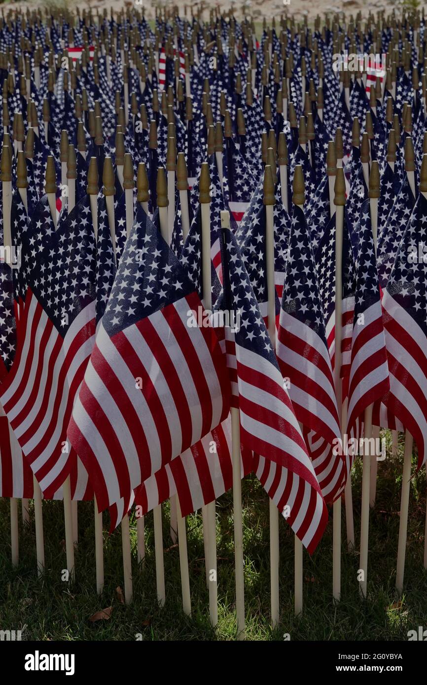 A collection of American Flags on a field in tribute Stock Photo - Alamy