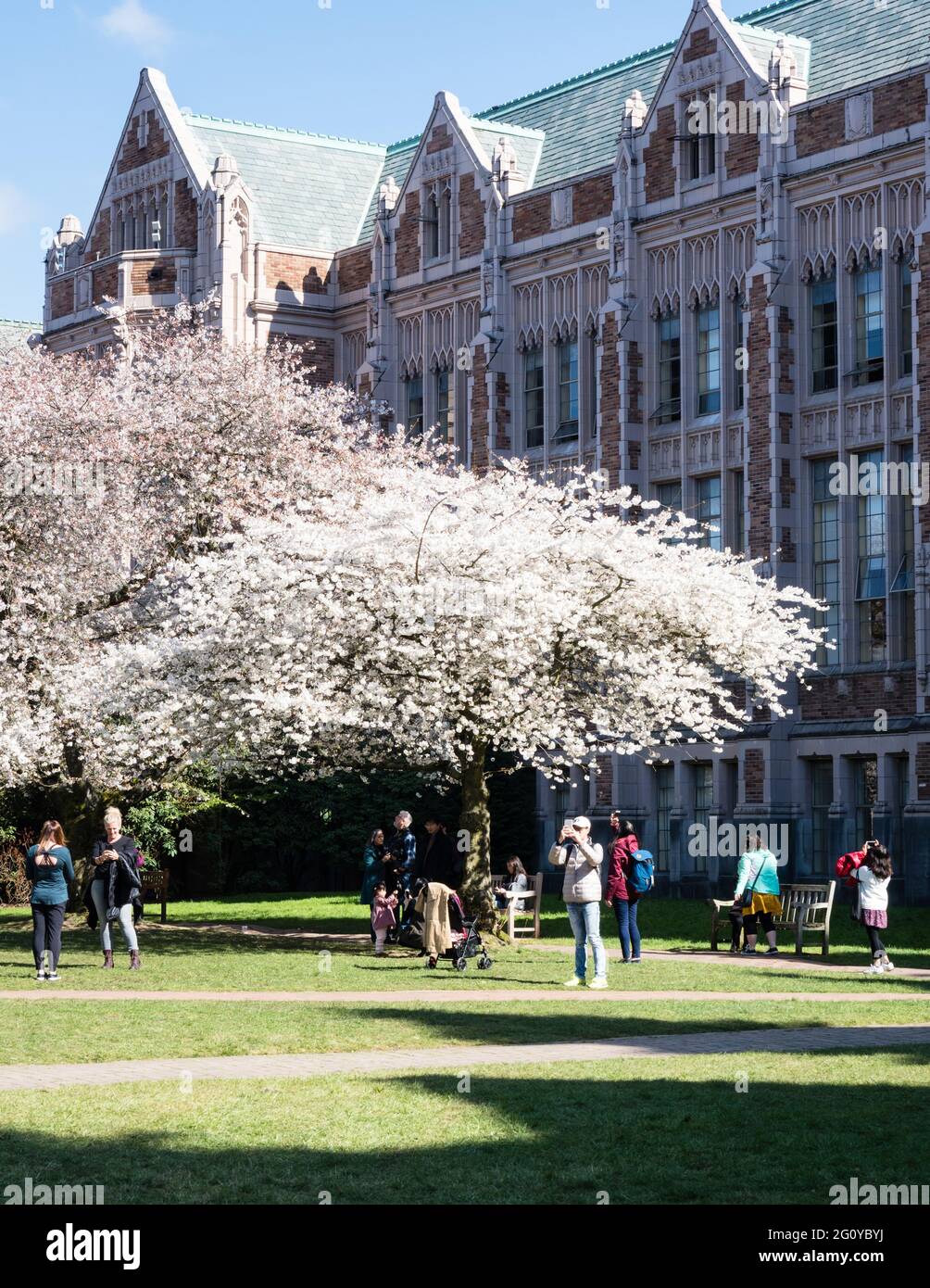 Cherry trees in bloom at university hi-res stock photography and images ...