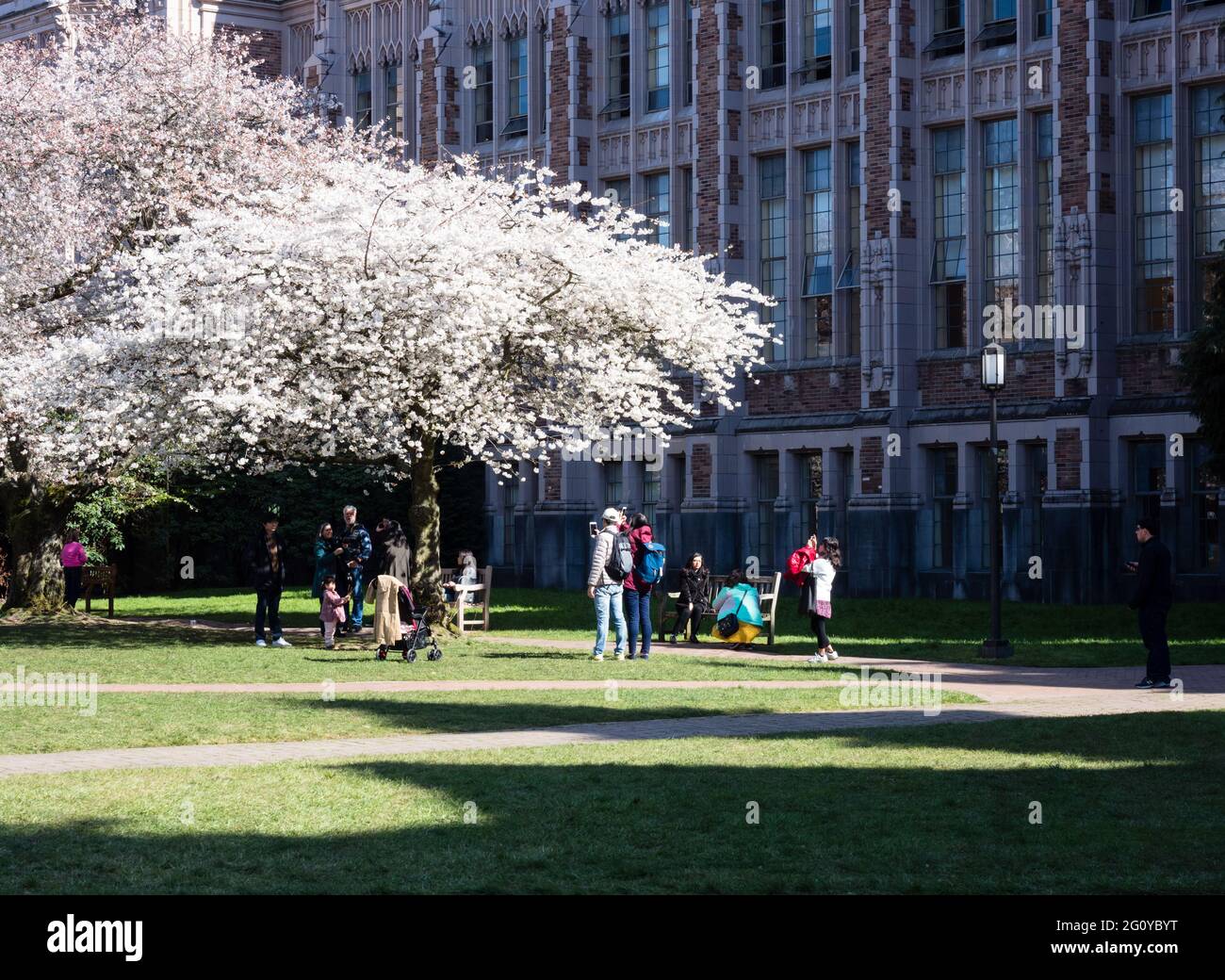 Cherry trees in bloom at university hi-res stock photography and images ...